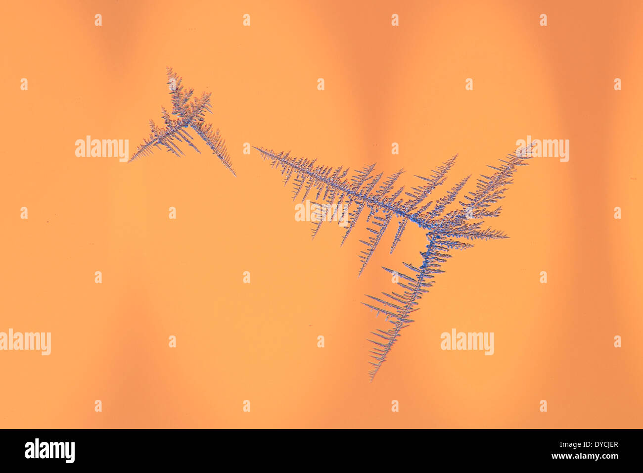 Detail ice ice flower fern frost frost glass windowpane background cold ...