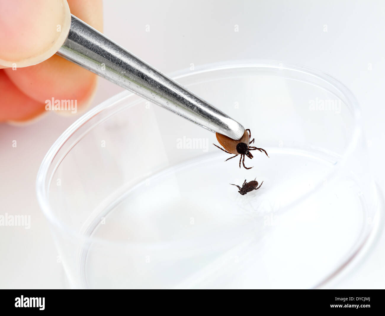 Ticks animals hi-res stock photography and images - Alamy