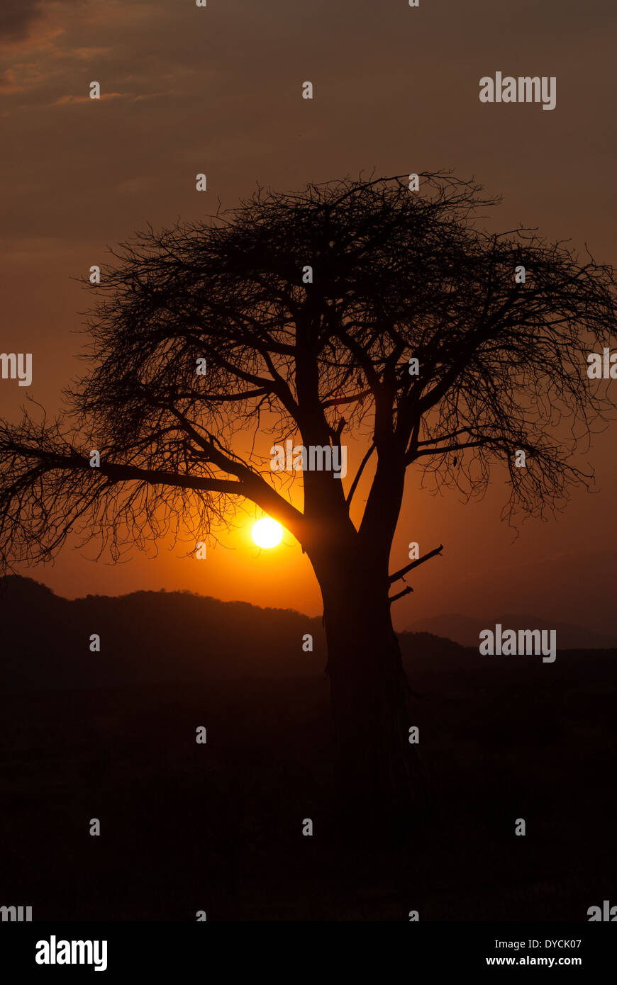 African sunset tree hi-res stock photography and images - Alamy