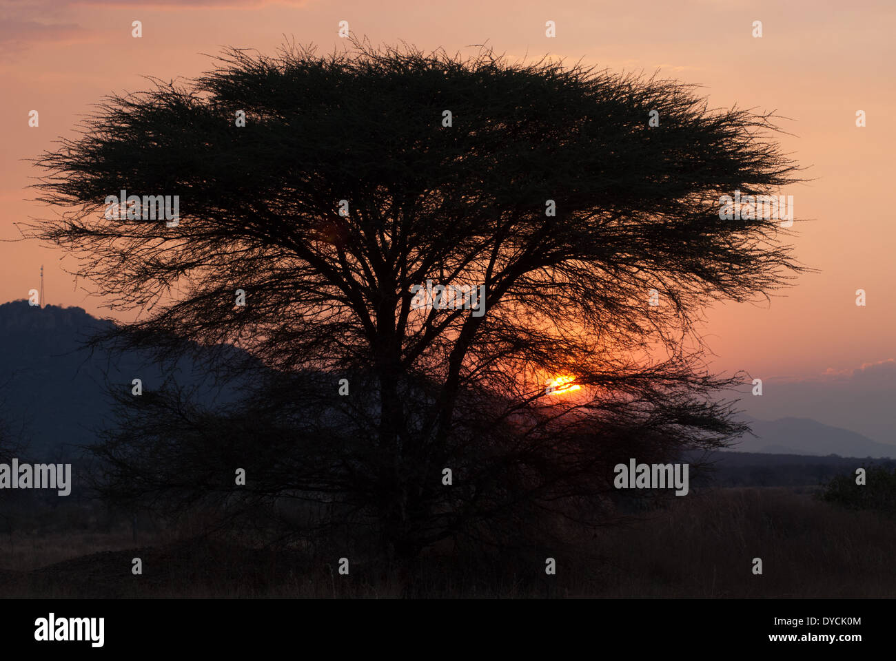 African bush e hi-res stock photography and images - Alamy