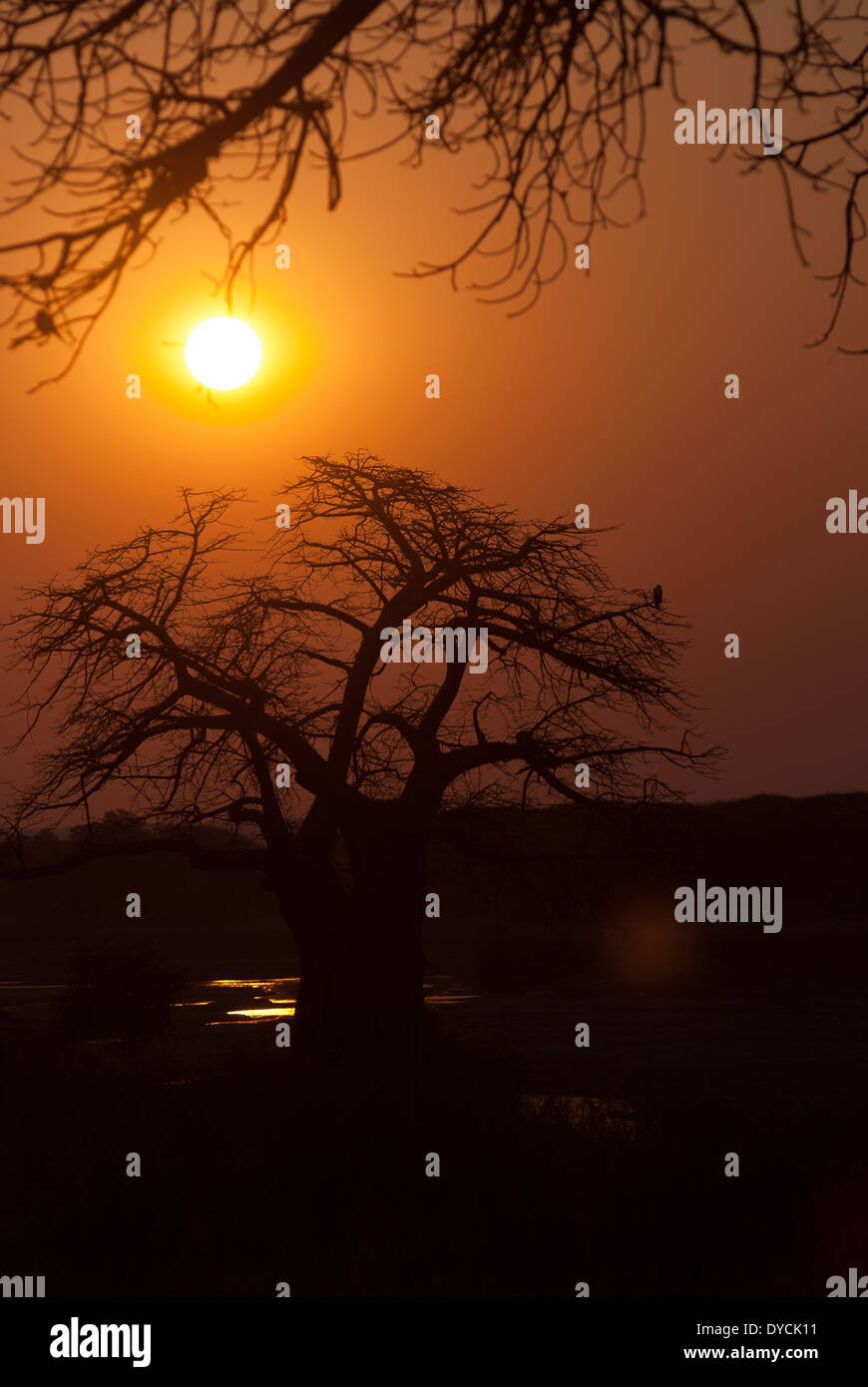 Bull horn acacia tree hi-res stock photography and images - Alamy