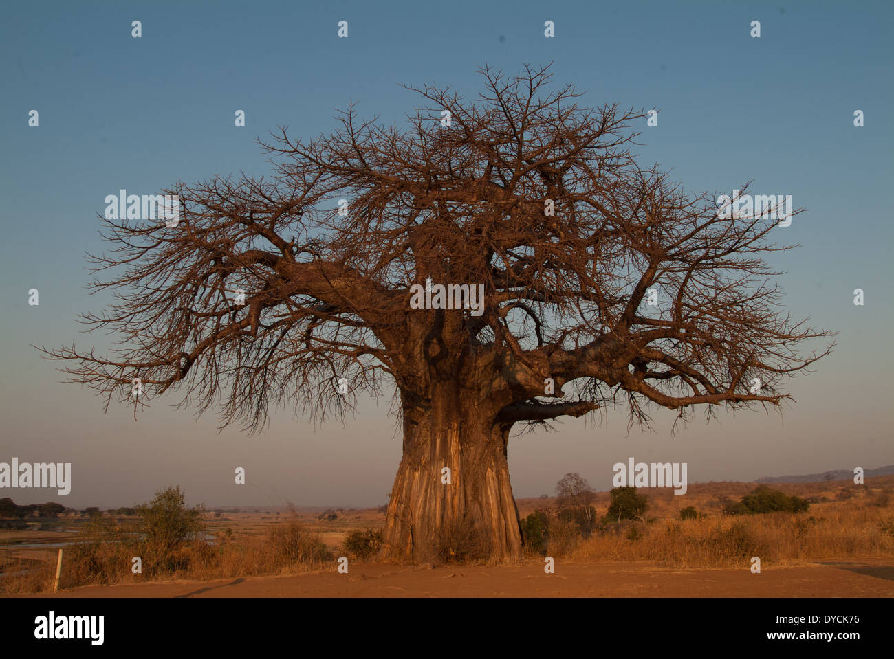 Bull horn acacia tree hi-res stock photography and images - Alamy