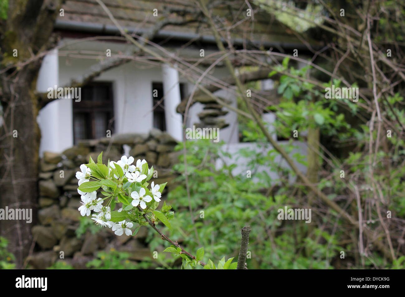 white sour cherry flowers in front of an old house - abstract spring ...