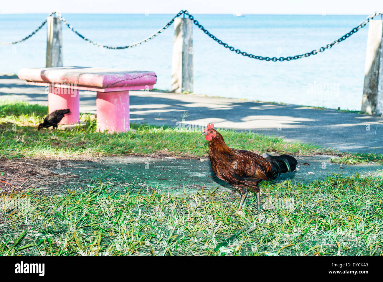 St croix virgin islands chicken hi-res stock photography and images - Alamy