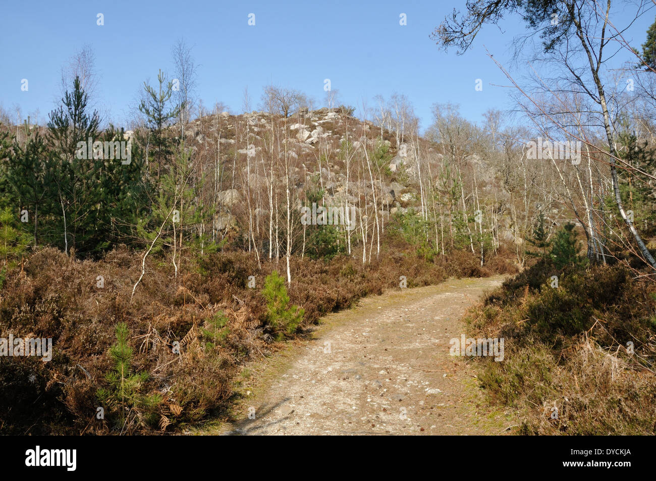 The Fontainebleau forest at Milly la foret Stock Photo - Alamy