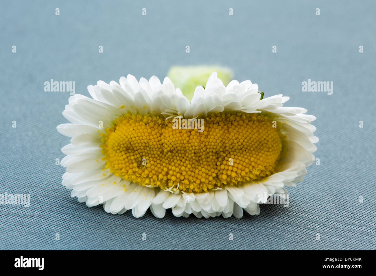Mutated flower hi-res stock photography and images - Alamy