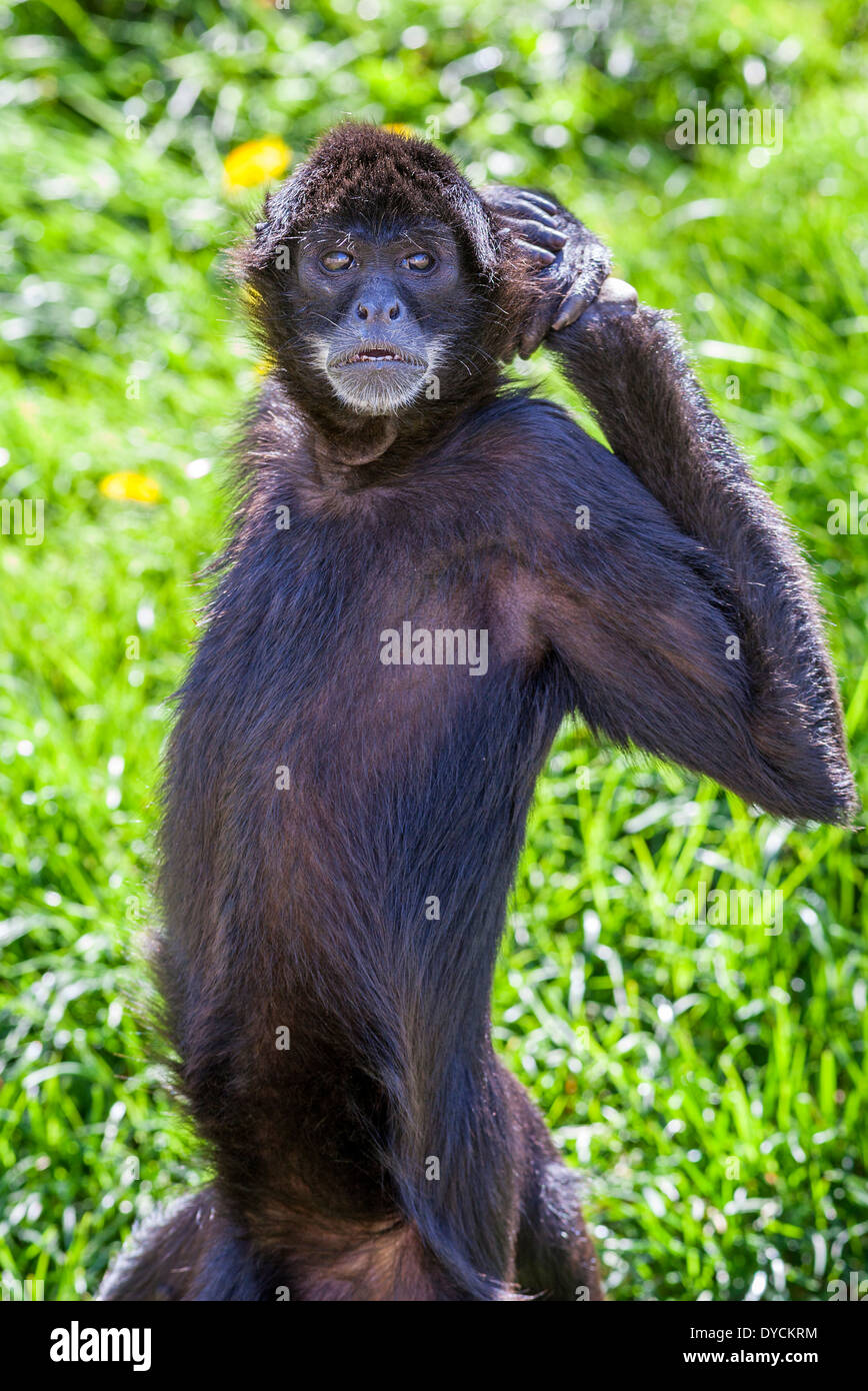 Jungle spider monkey hi-res stock photography and images - Alamy