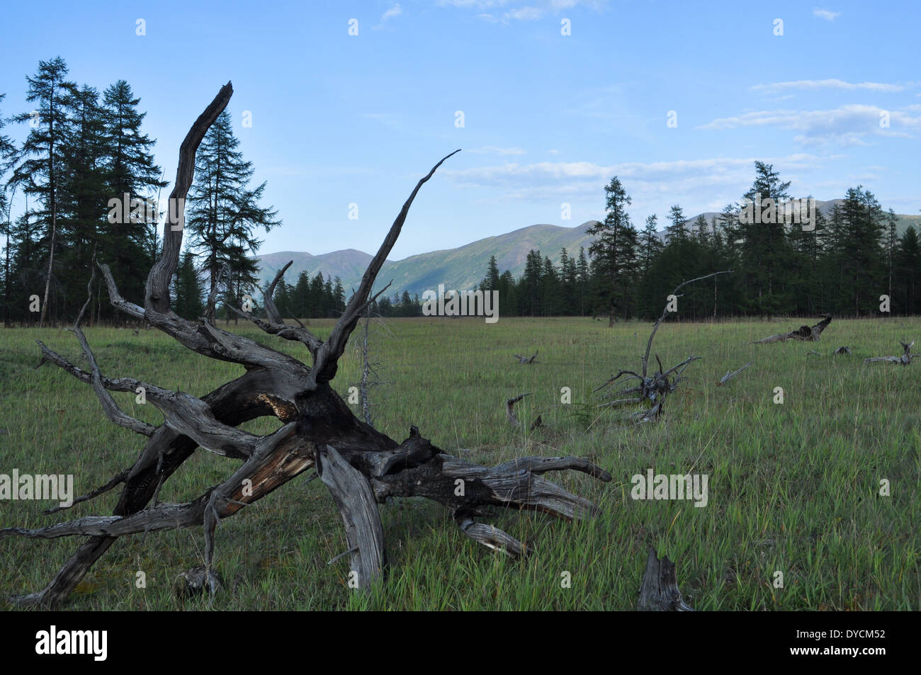 Green meadows in mountain valley of the river Suntar. Russia, Yakutia ...