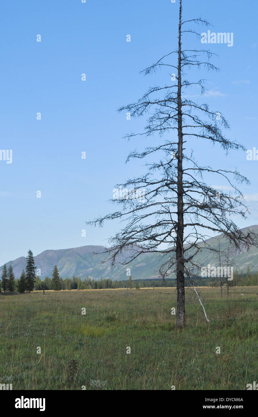 Green meadows in mountain valley of the river Suntar. Russia, Yakutia ...