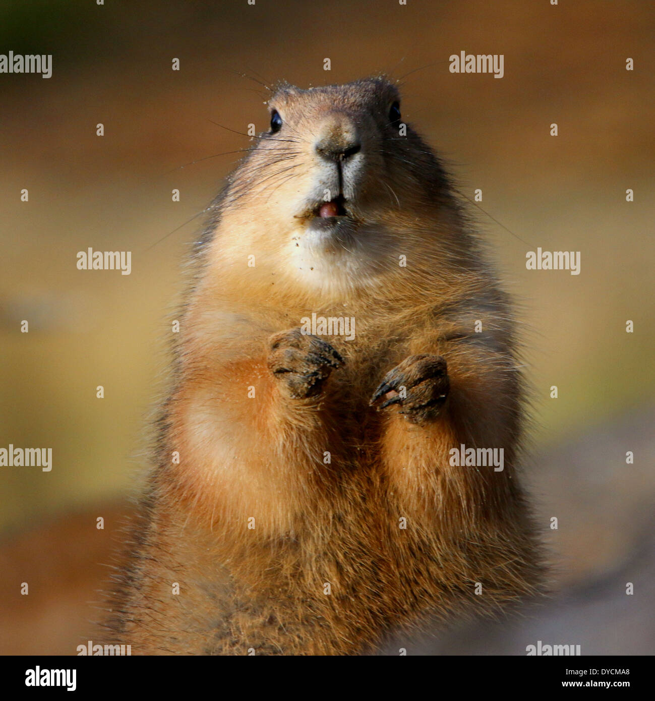 Chewing cane hi-res stock photography and images - Alamy