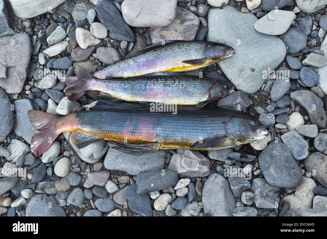 The caught fish before, had cooked fish soup. Siberian grayling Stock ...