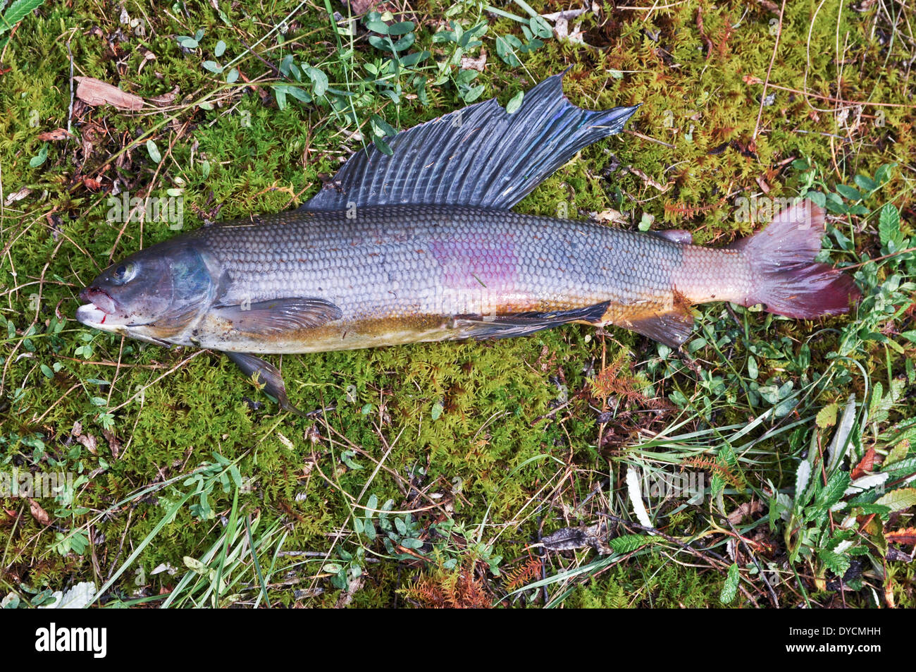 The caught fish before, had cooked fish soup. Siberian grayling Stock ...