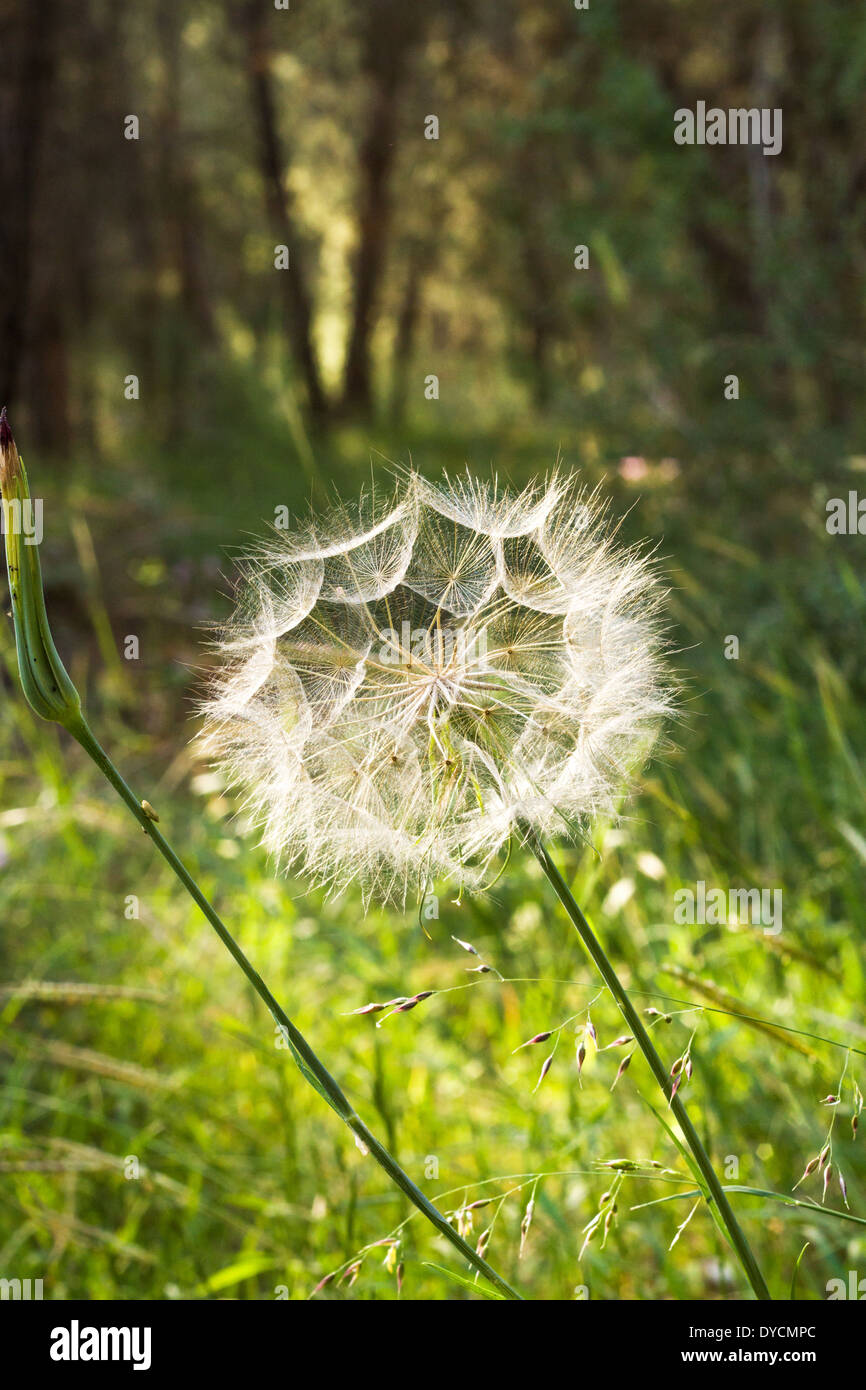 Beautiful photo of a giant wild dandelion in the forest Stock Photo - Alamy