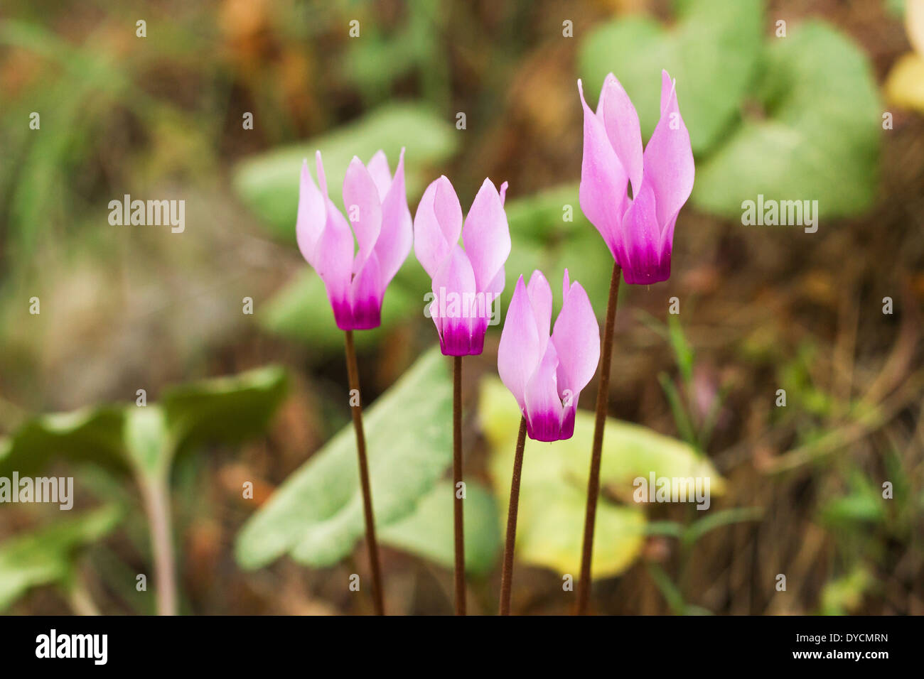 Wild cyclamens close up.Cyclamen hederifolium in forest Stock Photo - Alamy