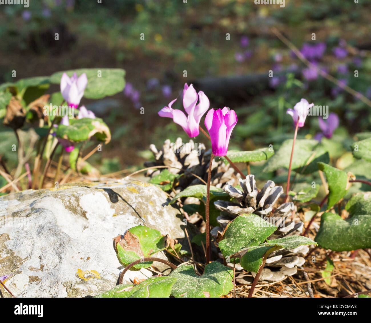 Wild cyclamens close up.Cyclamen hederifolium in forest Stock Photo - Alamy