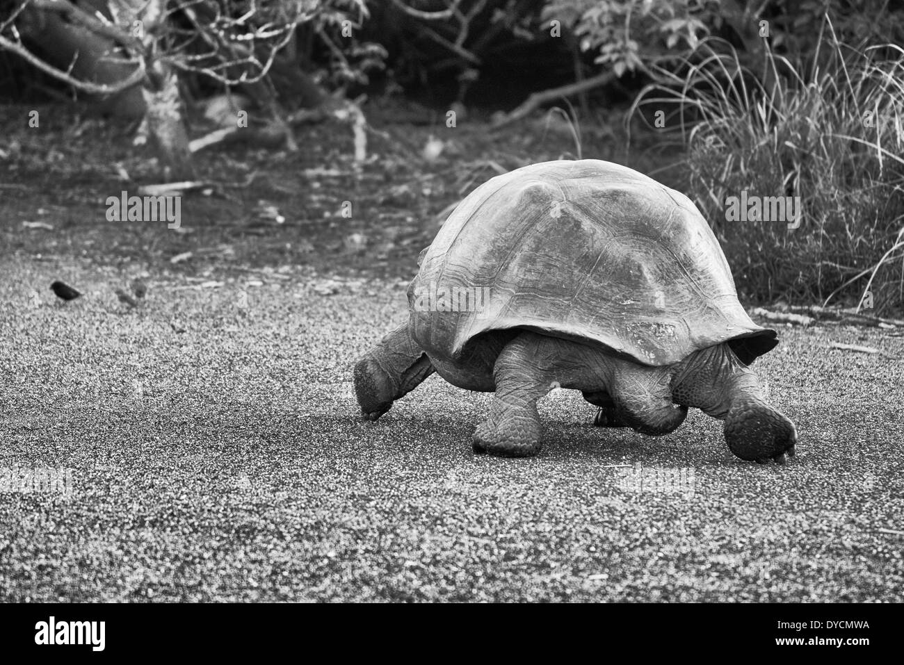 Galapagos Tortoise, Black and white Stock Photo - Alamy
