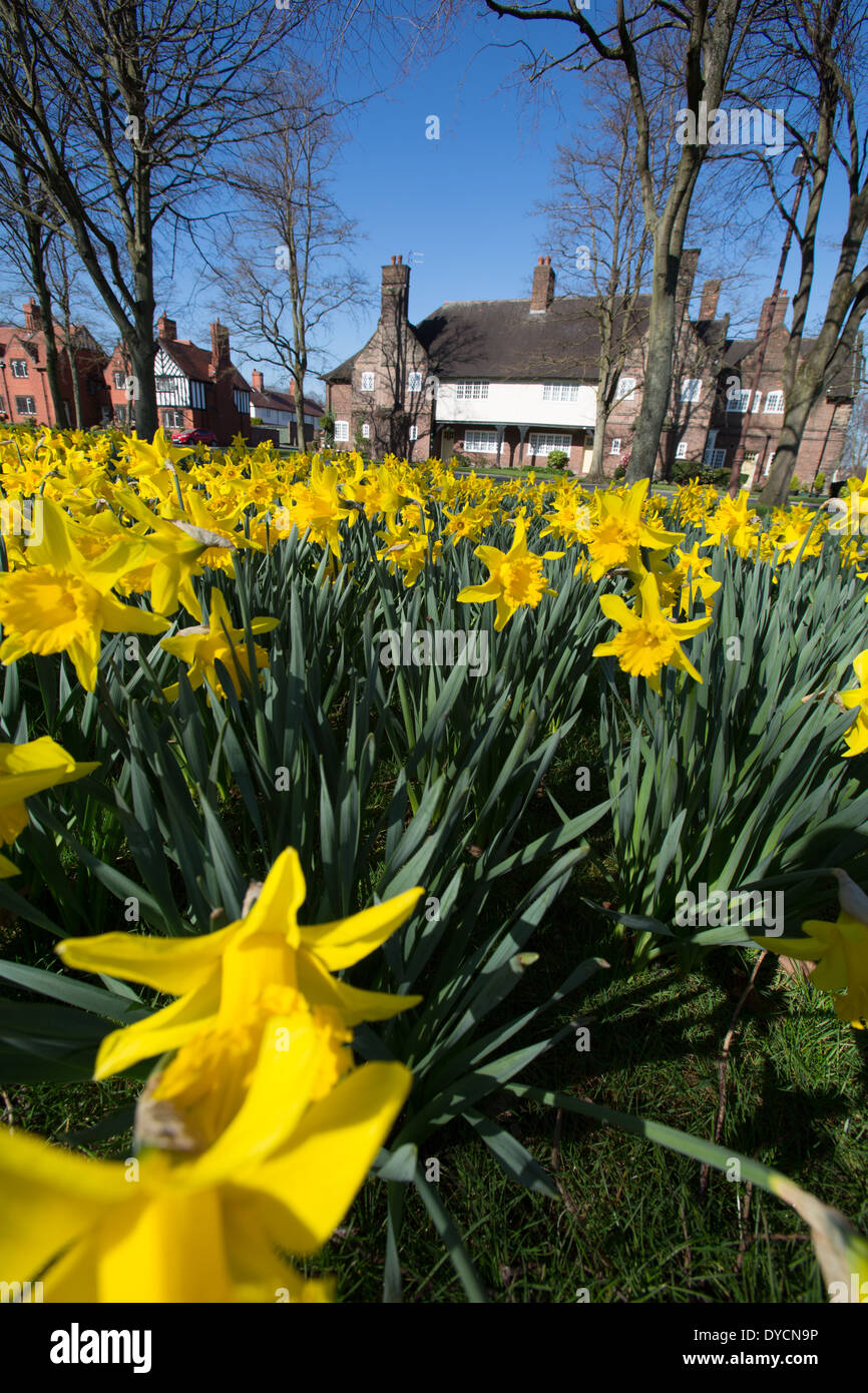 Daffodils garden border hi-res stock photography and images - Alamy