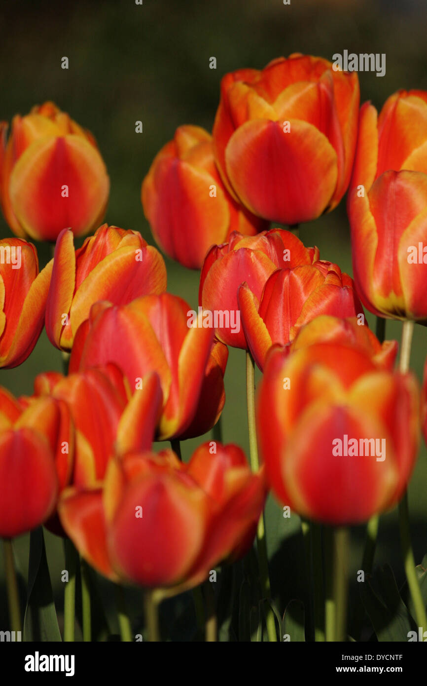Orange and yellow tulips in bloom Stock Photo - Alamy