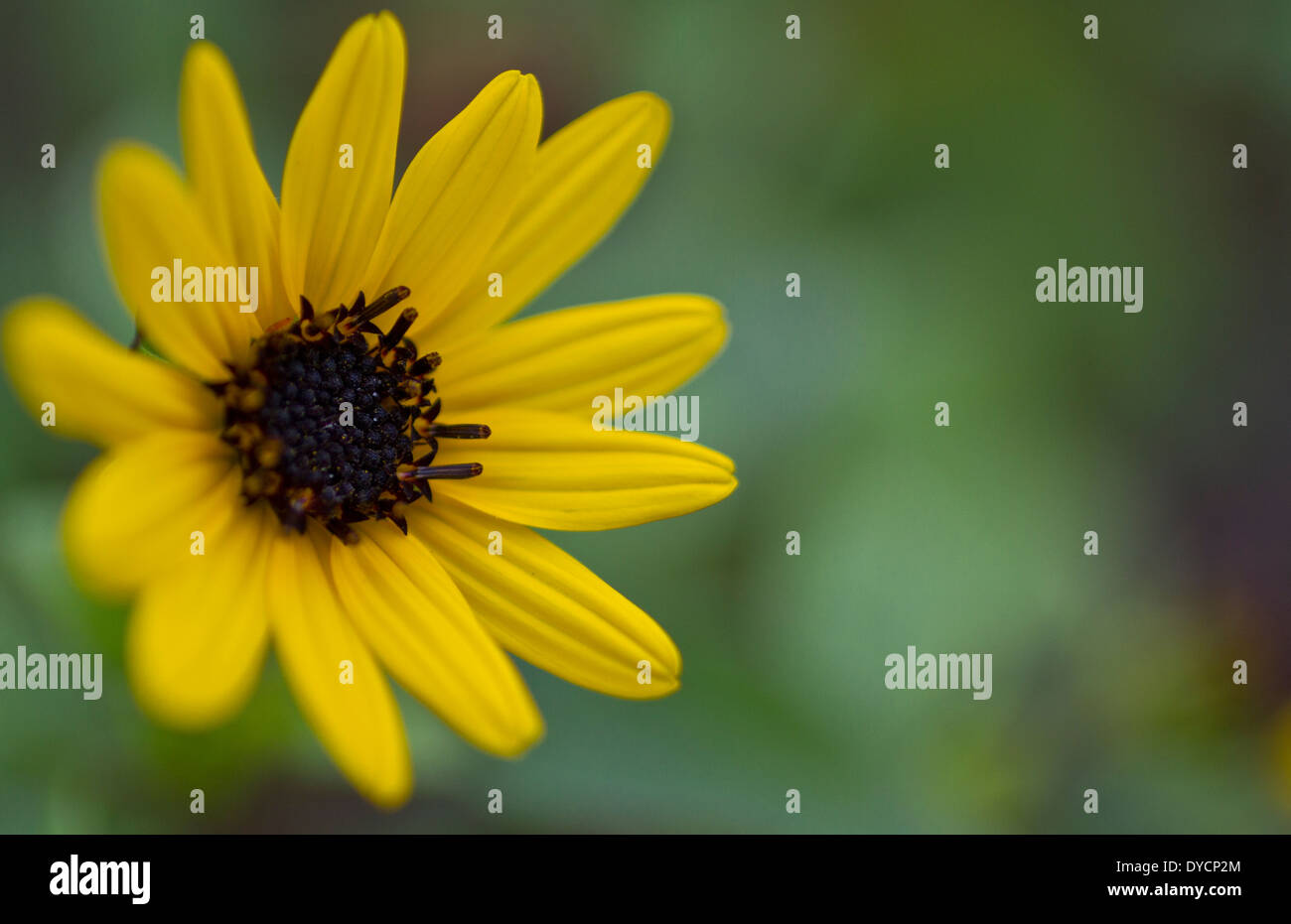 yellow wildflower on the beach in Cocoa Beach Florida Stock Photo - Alamy
