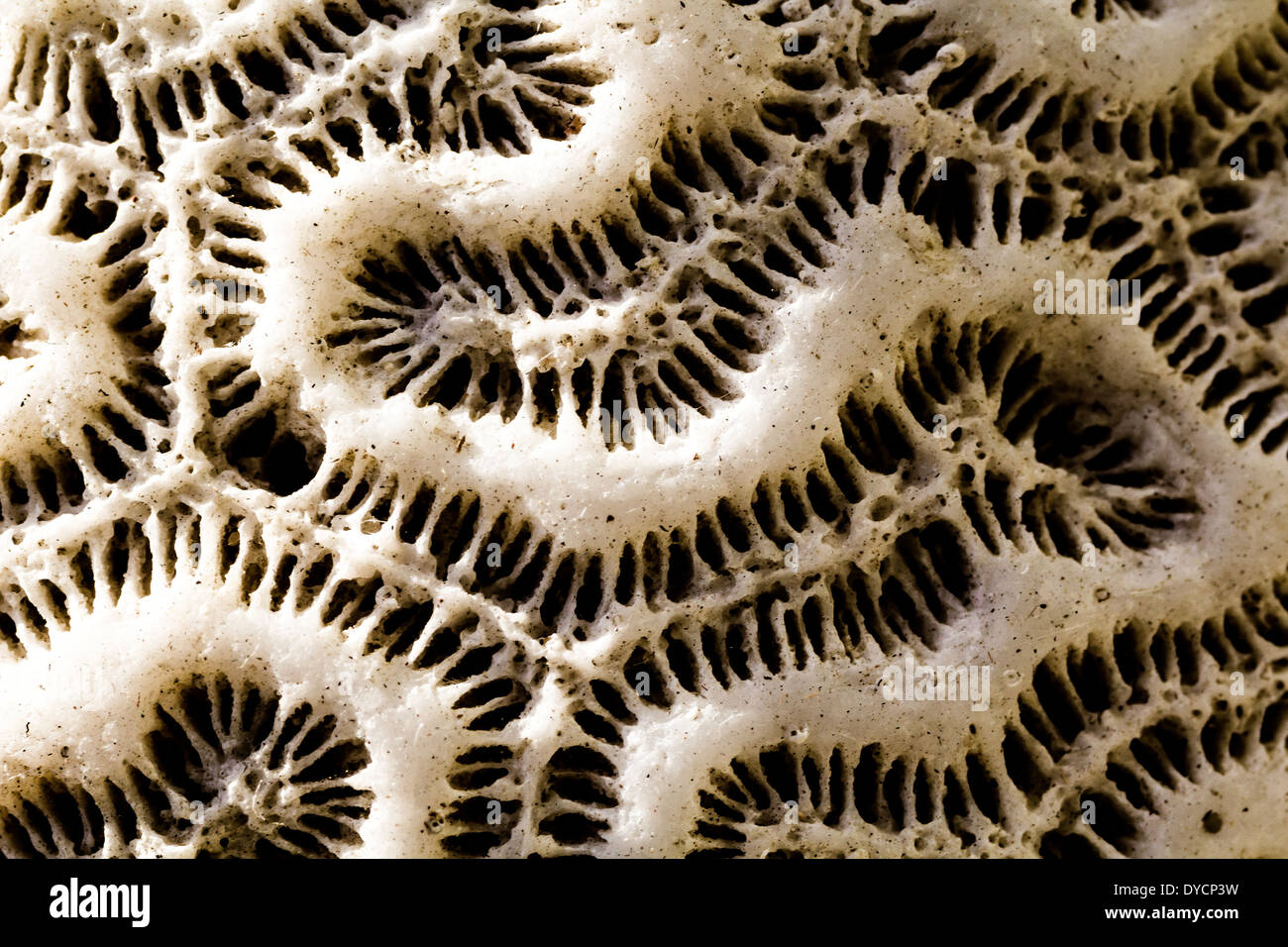 Close up coral texture hi-res stock photography and images - Alamy