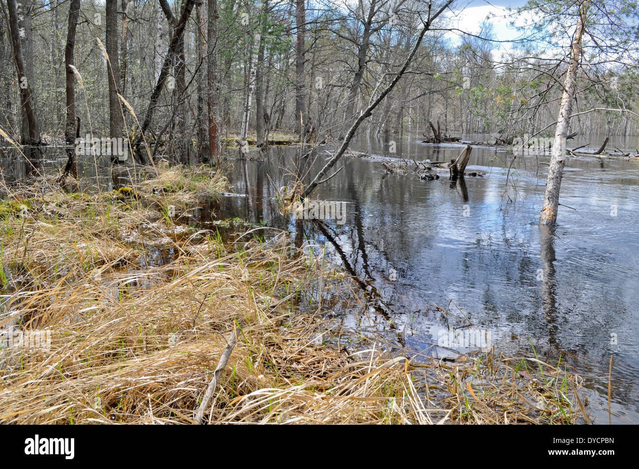 May the landscape. River PRA, the national Park "Meschera" in the ...