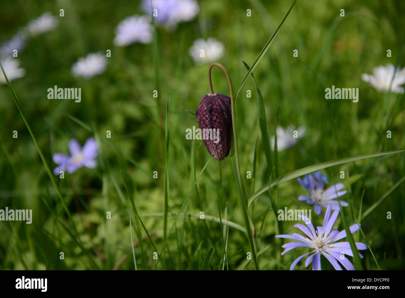 Klint janulis hi-res stock photography and images - Alamy