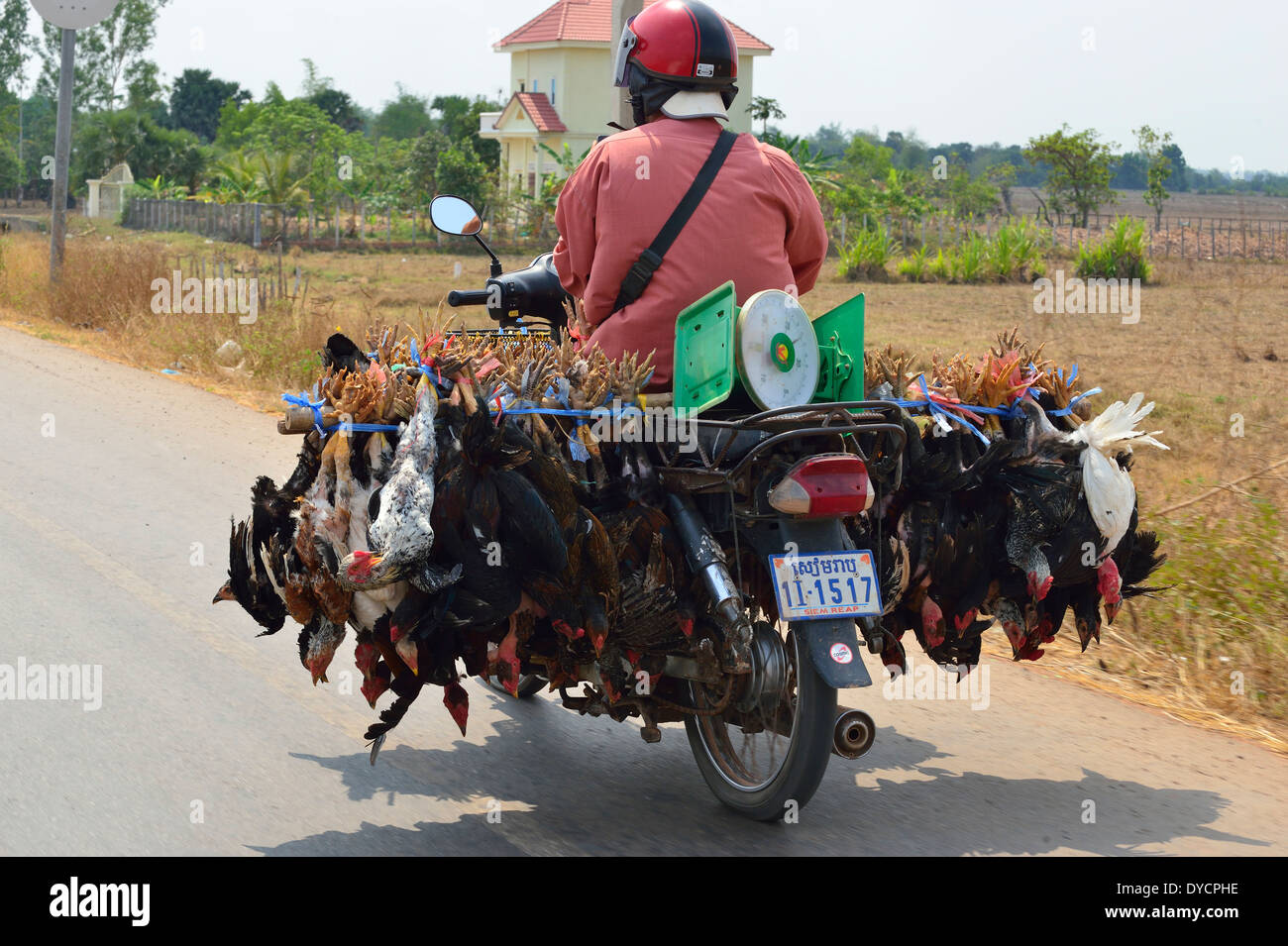 Live chickens on the back of a motor bike going to market .Live is the ...