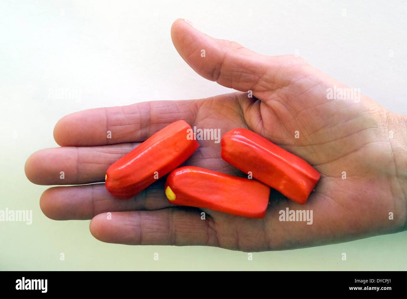 To show their exceptionally large size, three bright orange seeds ...