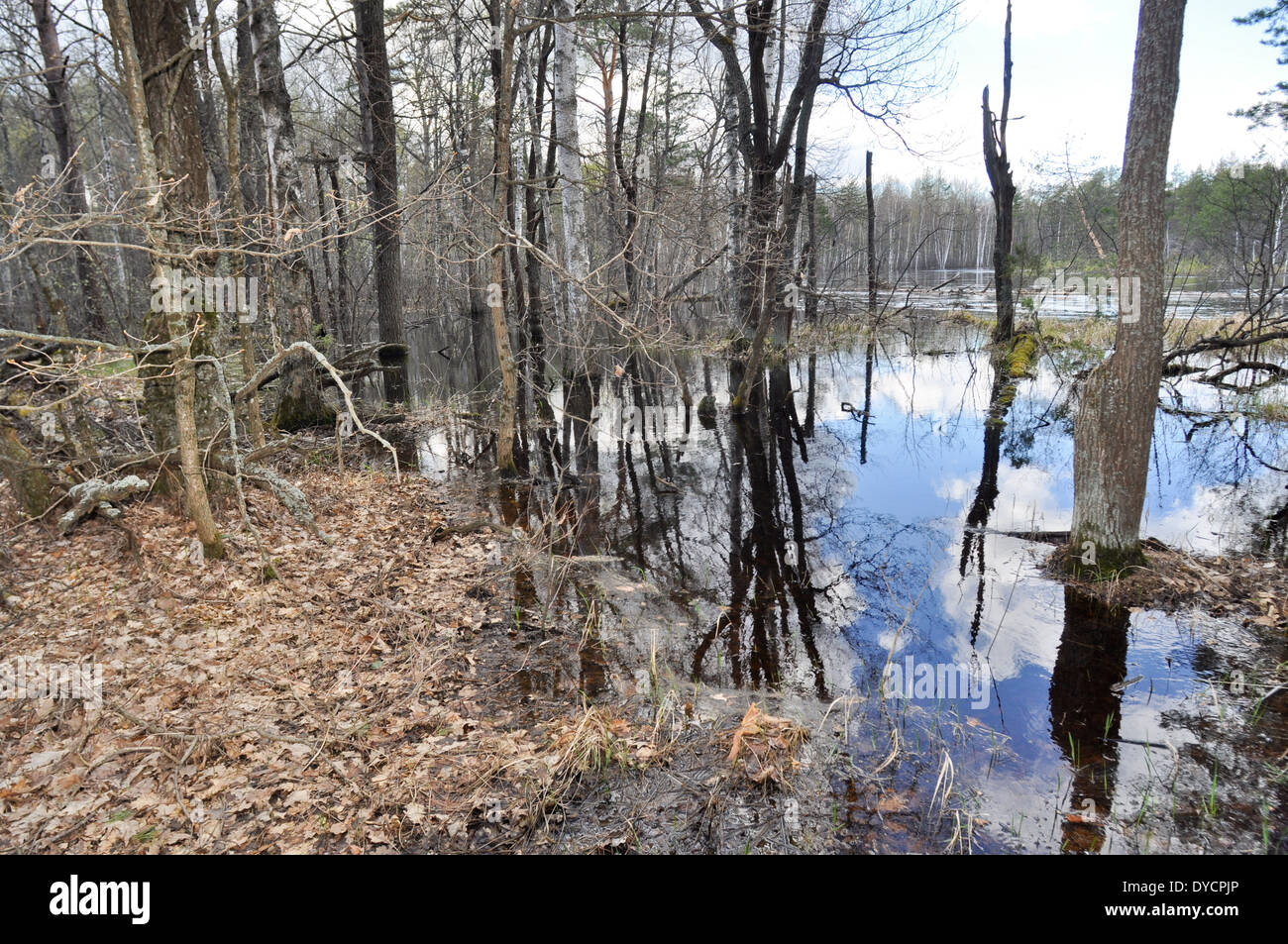 May the landscape. River PRA, the national Park "Meschera" in the ...