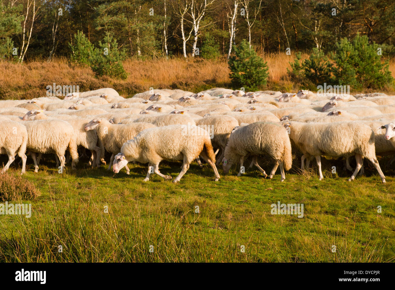Dutch Sheep herd in nature Stock Photo - Alamy