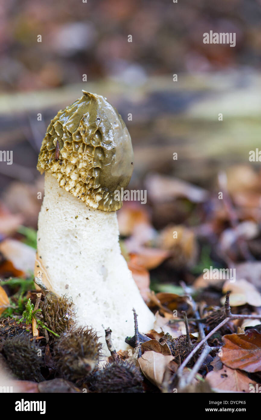 Stinkhorn Fungus Stock Photos & Stinkhorn Fungus Stock Images - Alamy