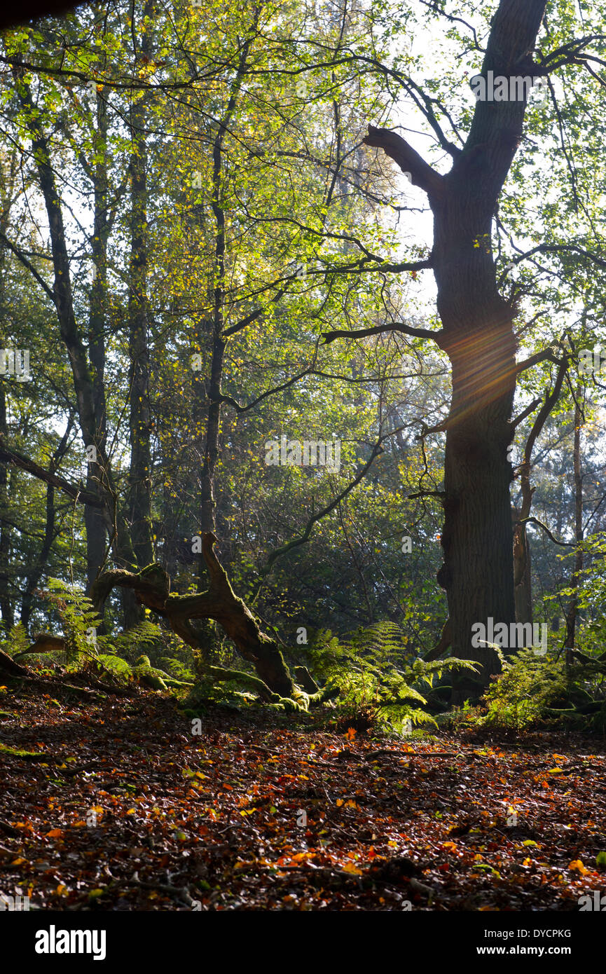 Fallen beams hi-res stock photography and images - Alamy