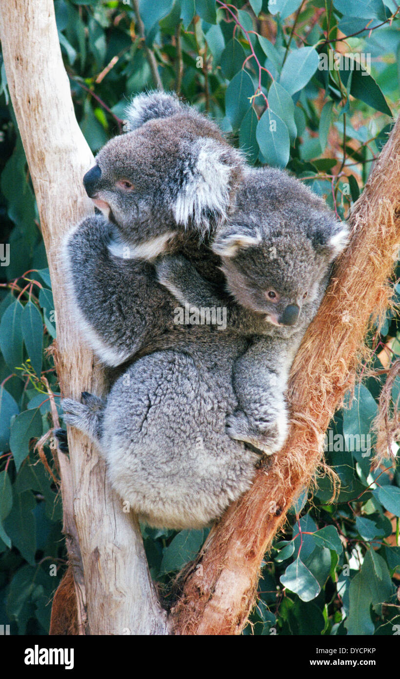 A young koala clings to the back of its mother while they rest in the V-shaped notch of a ...
