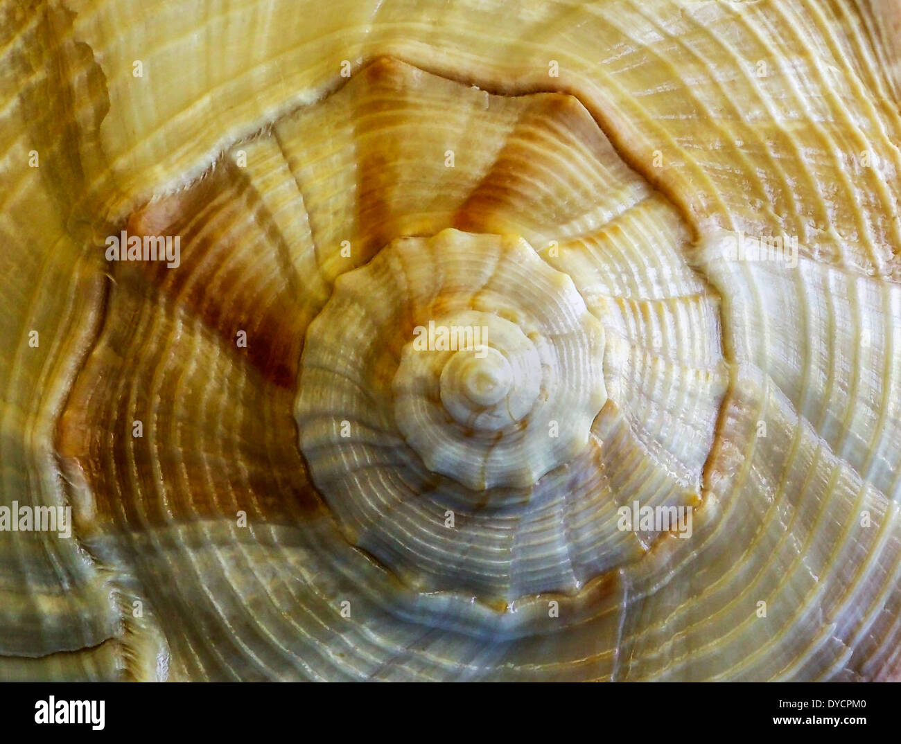 Marine gastropods hi-res stock photography and images - Alamy