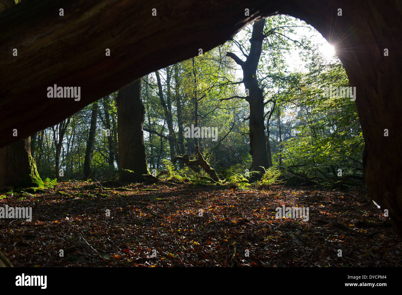 Fallen beams hi-res stock photography and images - Alamy