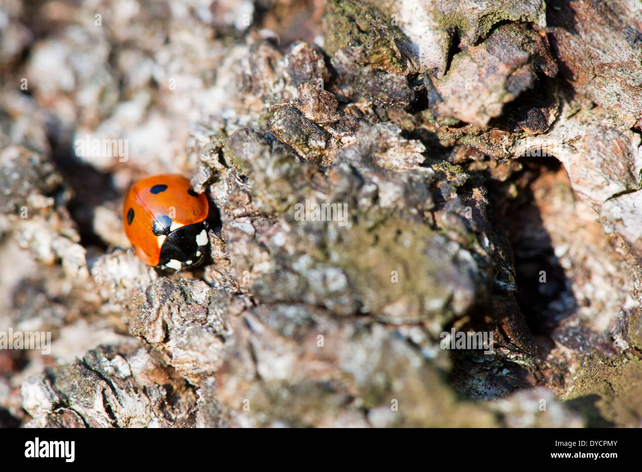 Red ladybug walking on tree trunk Stock Photo - Alamy