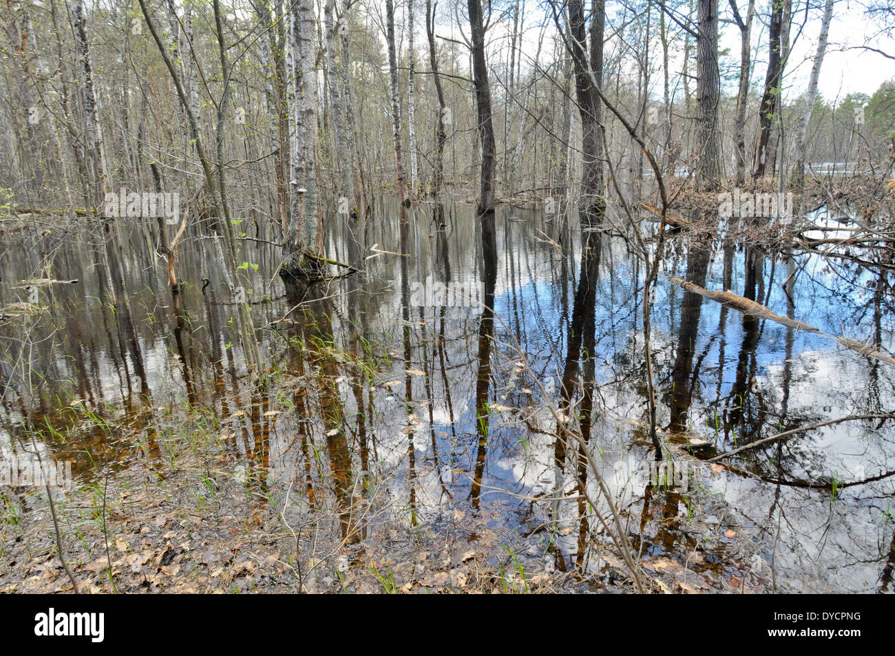 May the landscape. River PRA, the national Park "Meschera" in the ...