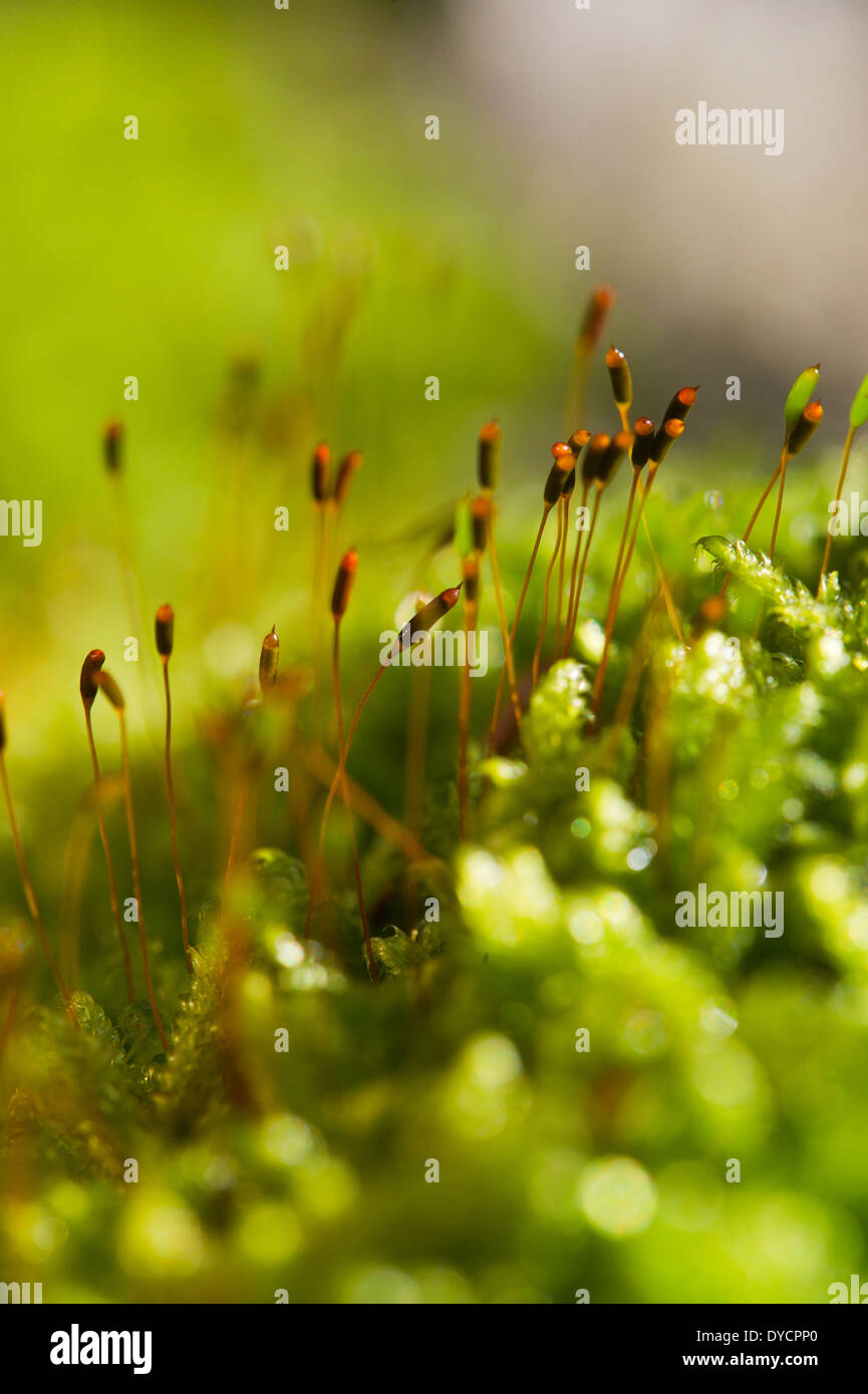 Moss threads hi-res stock photography and images - Alamy