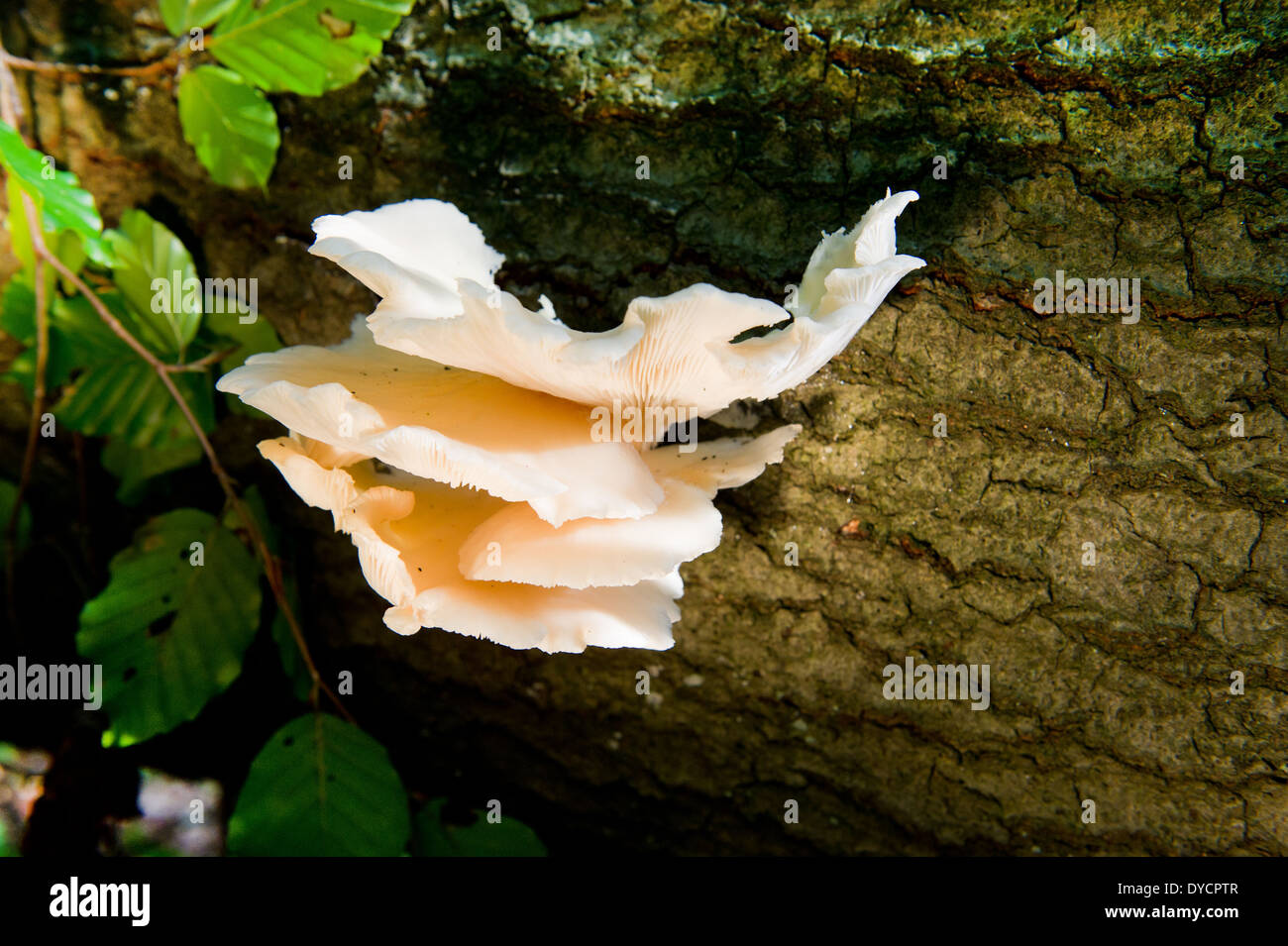 White fungus on tree in forest Stock Photo - Alamy