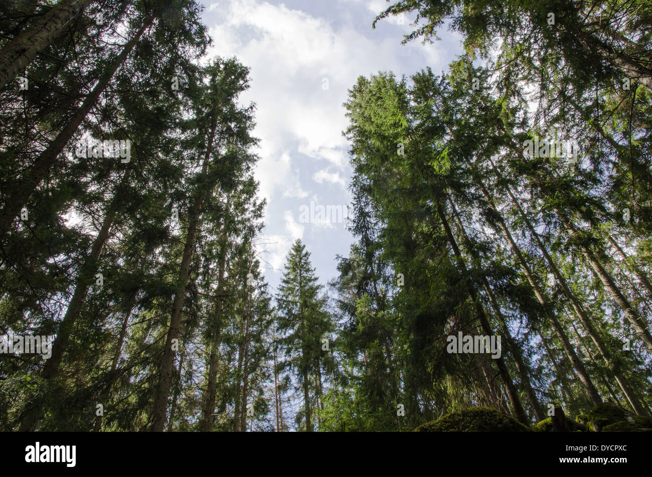 Tall spruce trees in a photo taken upwards from a low angle Stock Photo ...