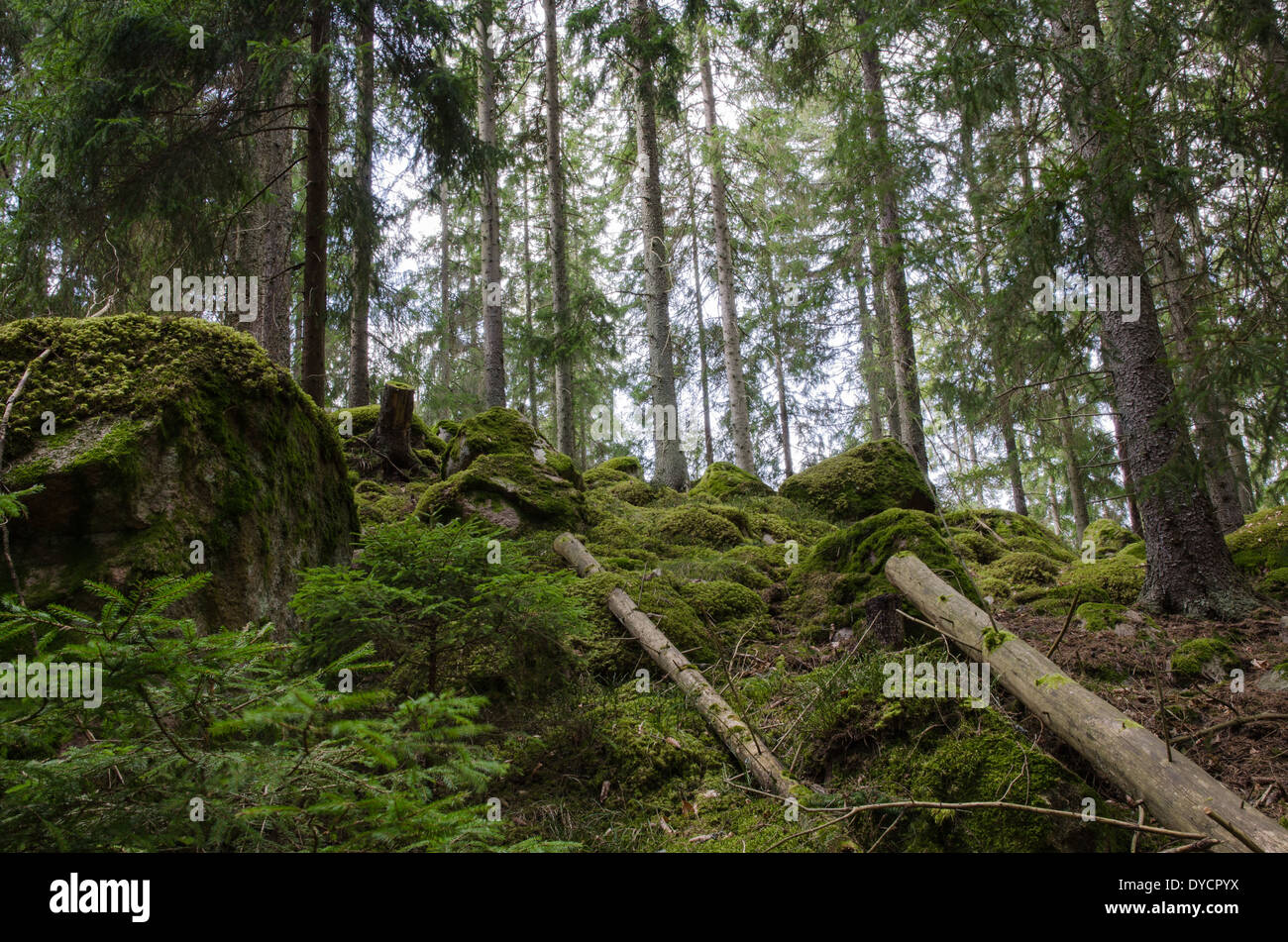 Old and mossy untouched spruce forest Stock Photo - Alamy