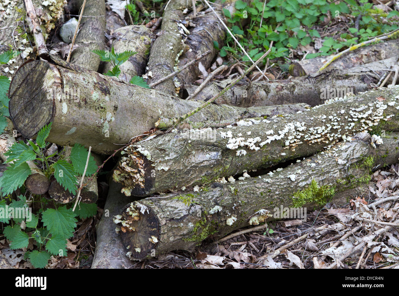 Woodland Trees and Rotting Timber , Rosliston Forestry Centre ...