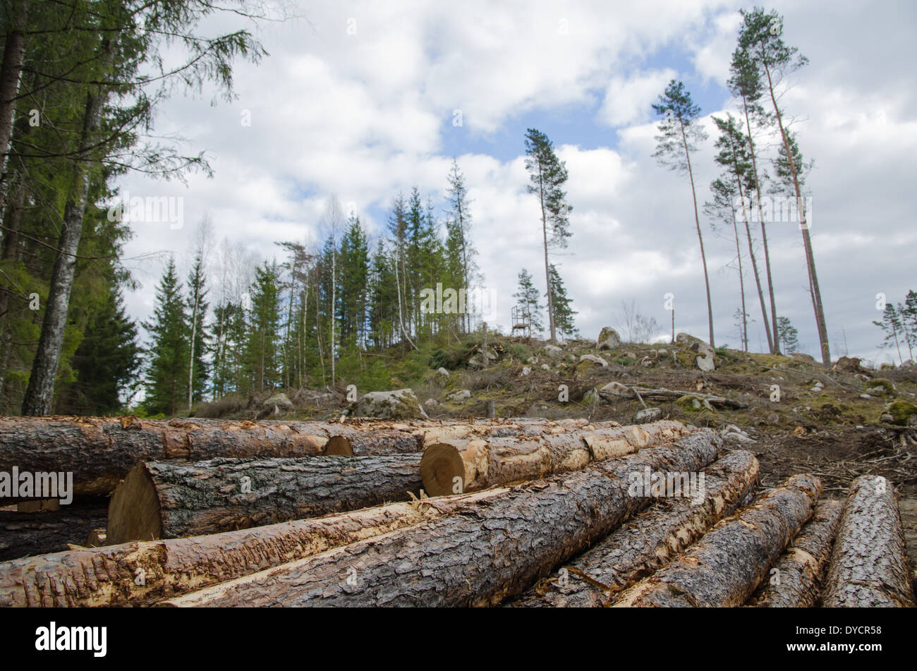 Clear cut area in hi-res stock photography and images - Alamy