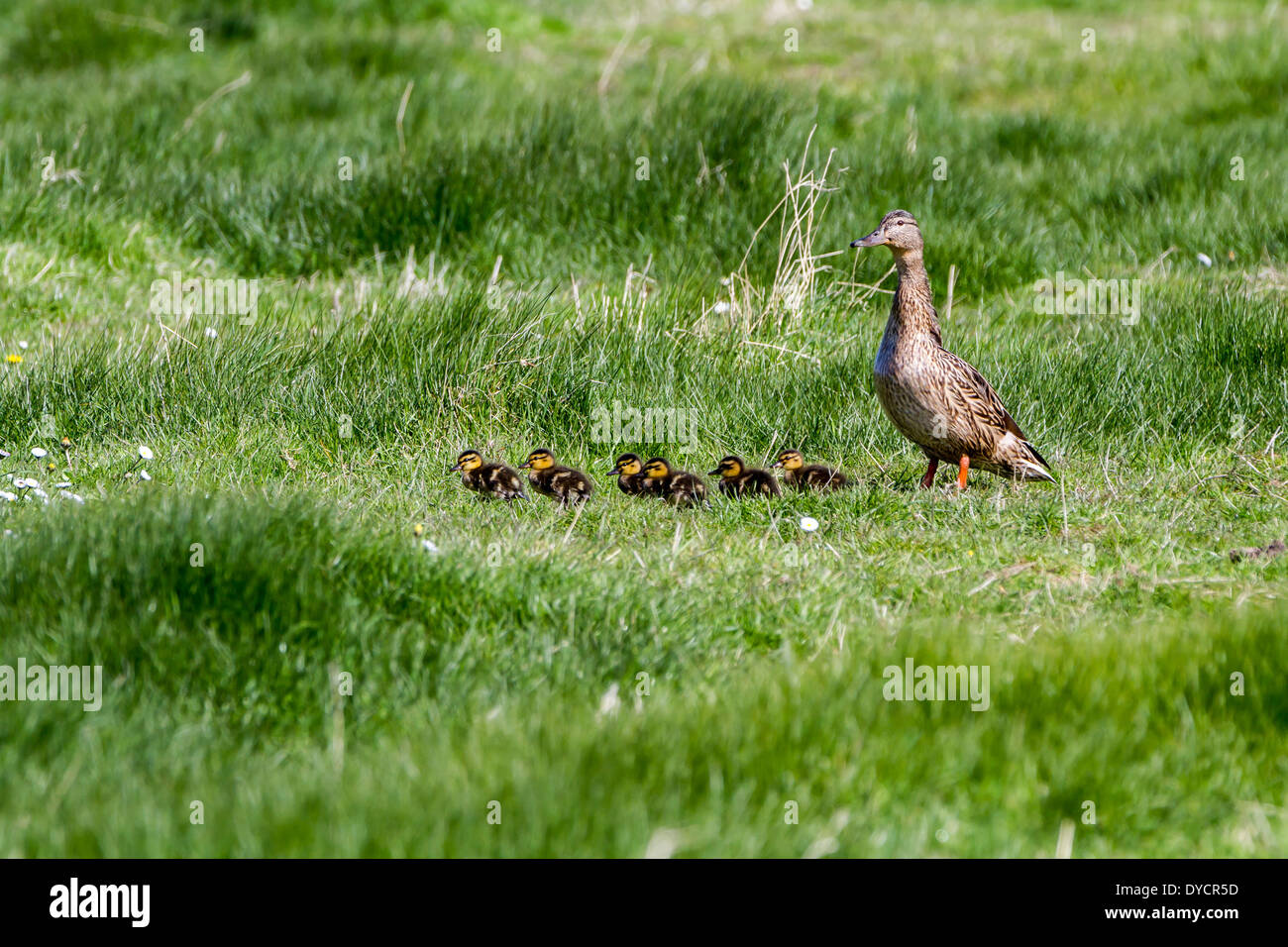 a mallard with her six ducklings walking in the grass between the two ...