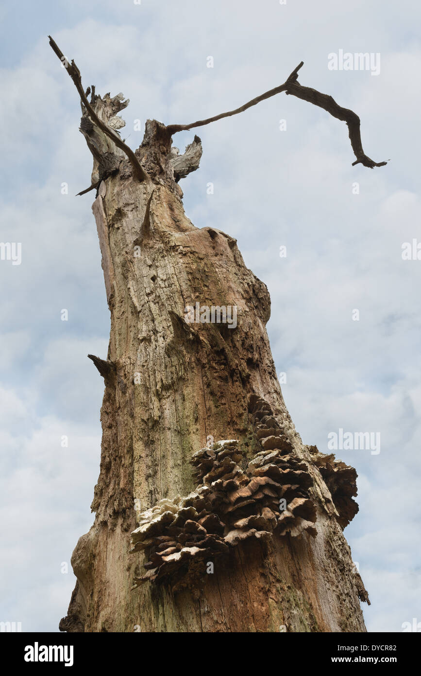 Dead outline of sweet chestnut tree stripped bare of bark with band of ...