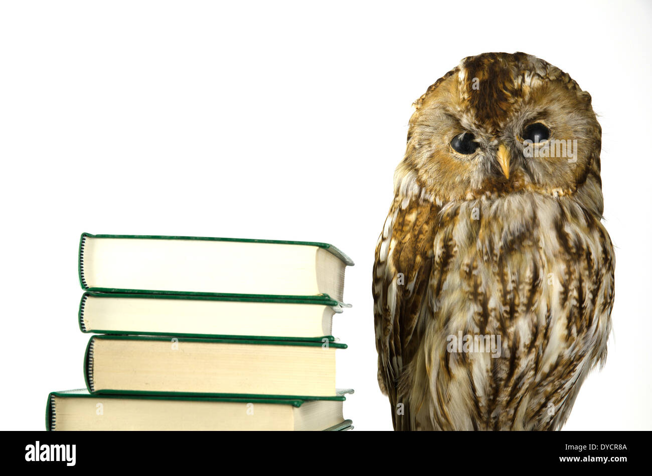 Owl at a book pile at a white background Stock Photo - Alamy