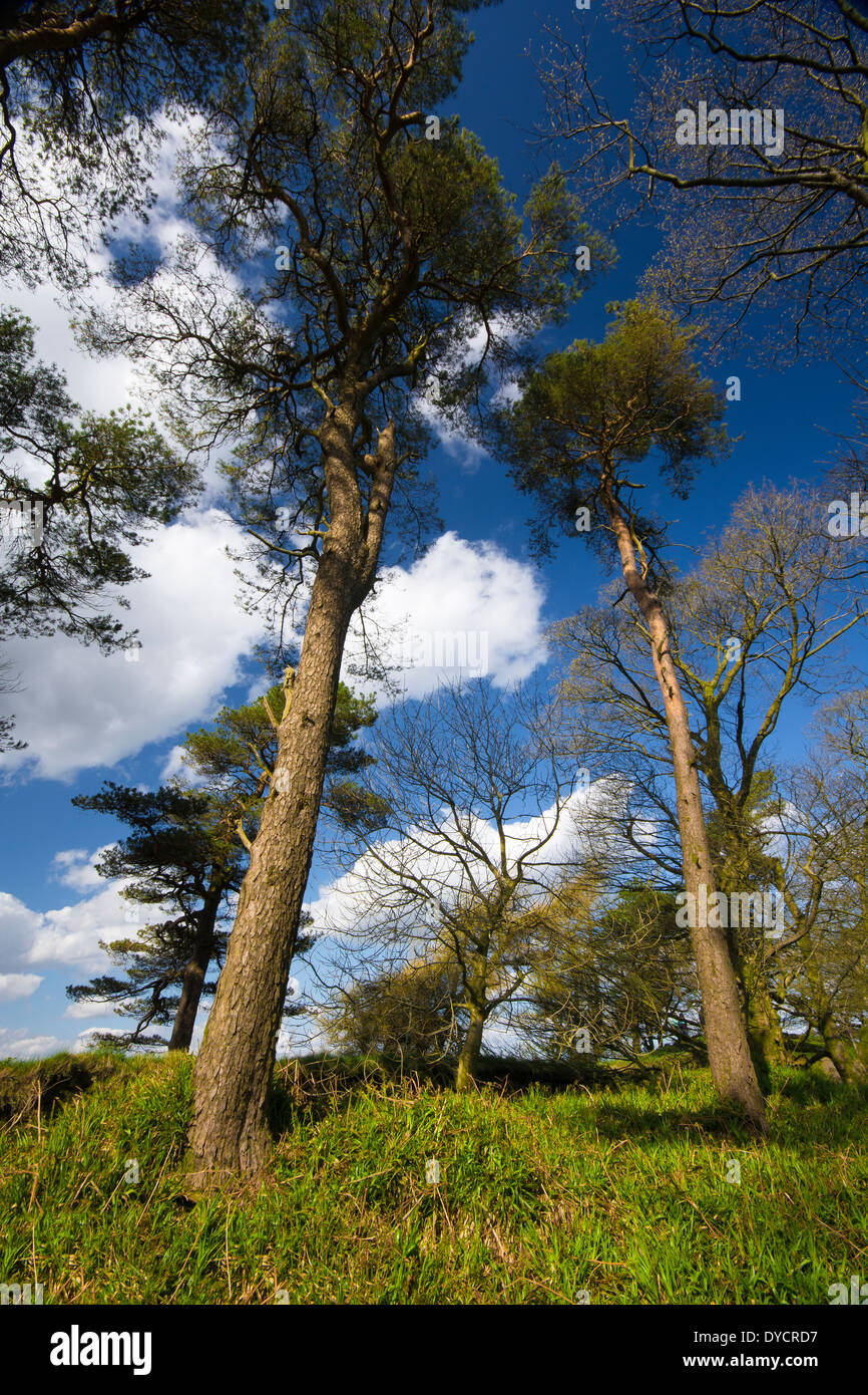 Spring pine trees hi-res stock photography and images - Alamy