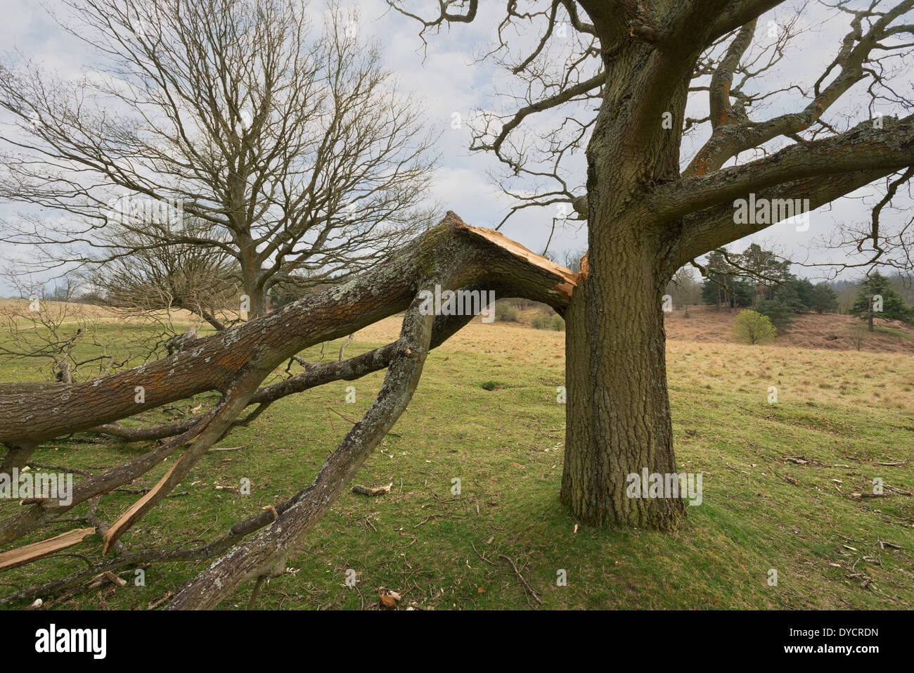 Wind hurricane storm damage ripping a mature oak tree splitting it into ...
