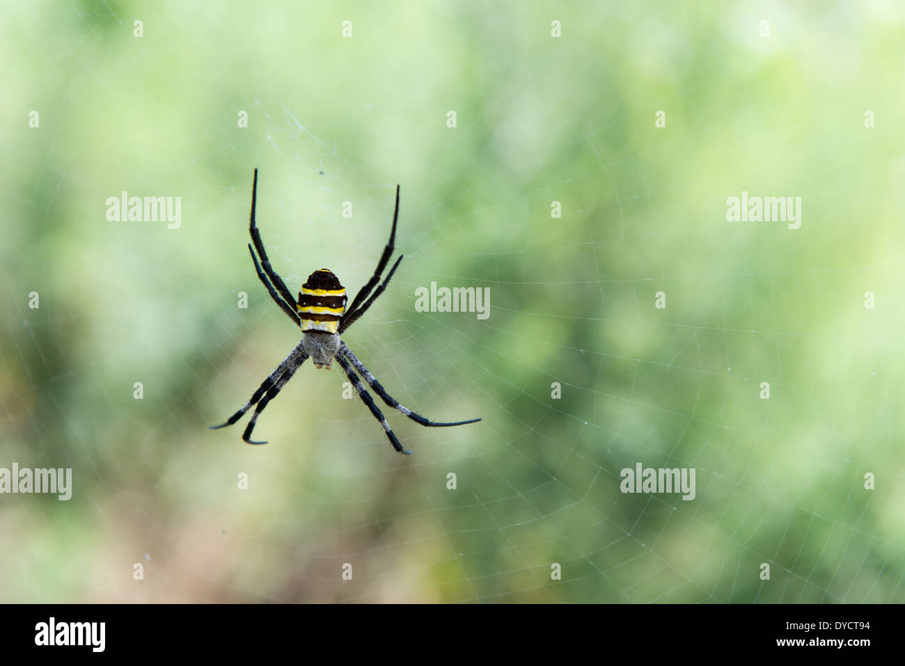 Argiope sp. spider from South Korea close to Yeosu in its spider web ...