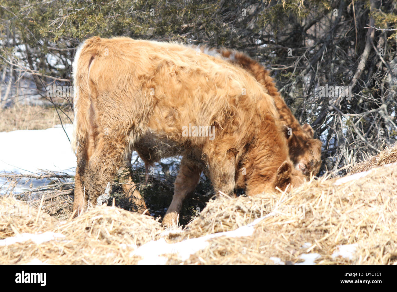 Bull under tree hi-res stock photography and images - Alamy